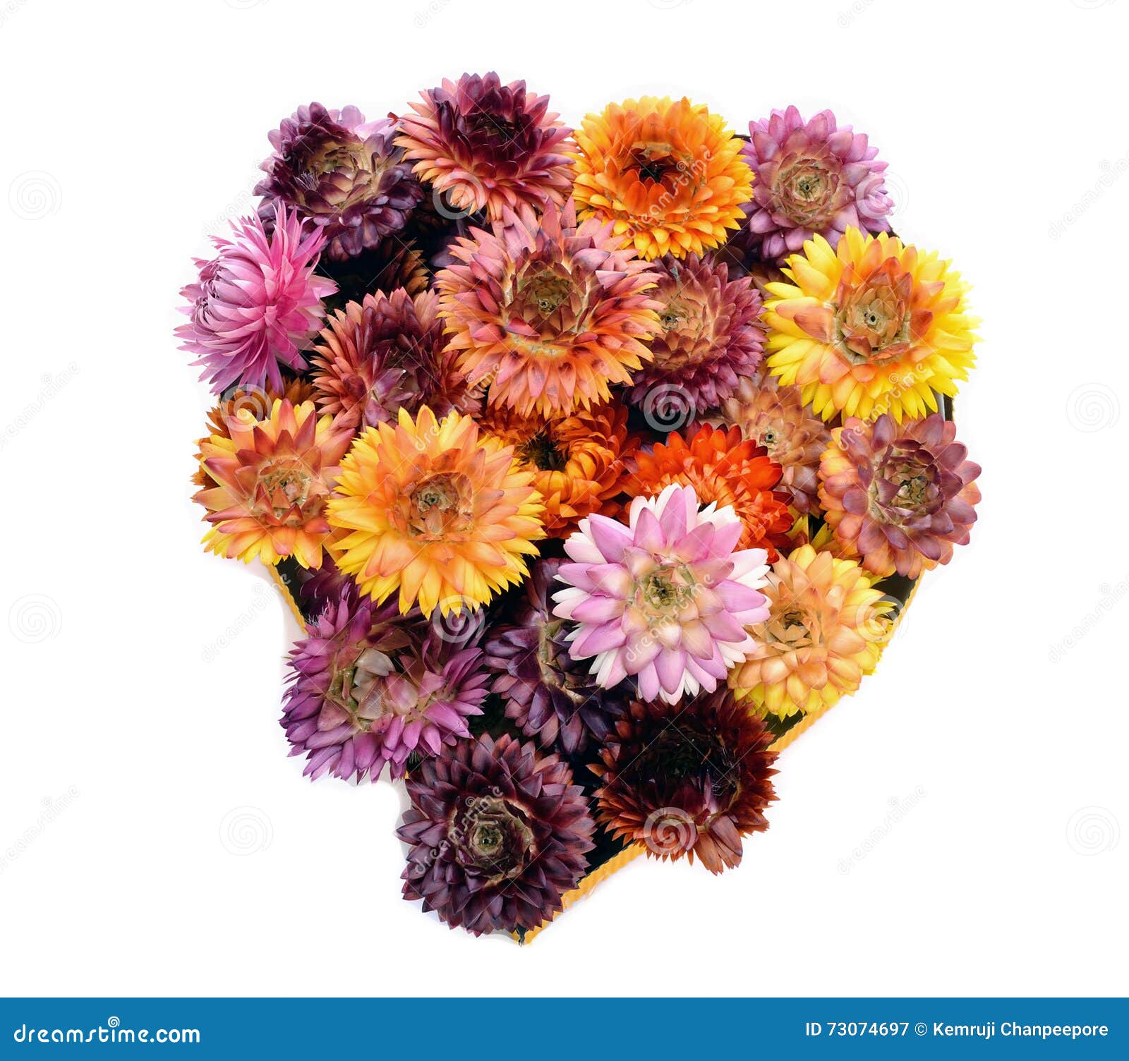 Everlasting flower stock image. Image of field, decorative - 73074697