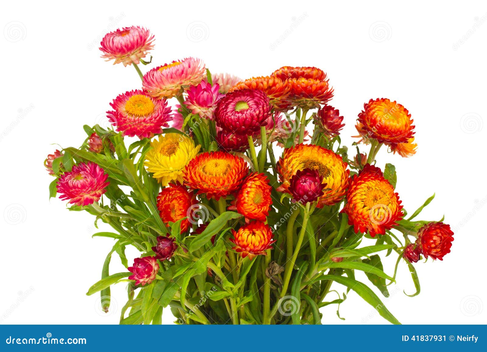 Everlasting flowers stock image. Image of colourful, country - 41837931
