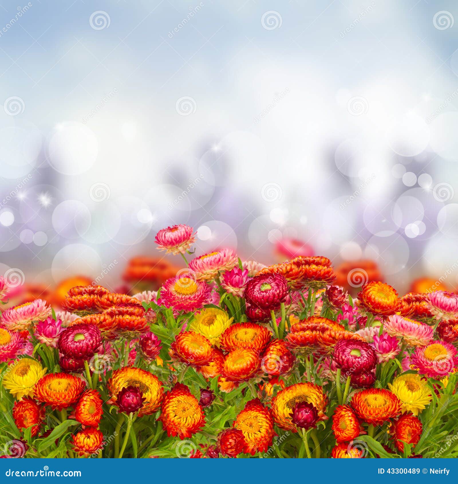 Everlasting flowers stock image. Image of beautiful, daisy - 43300489