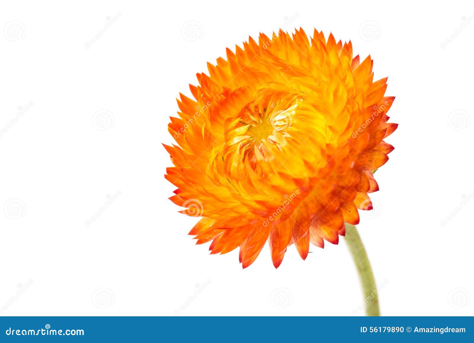 Everlasting flowers stock photo. Image of beautiful, celebration - 56179890