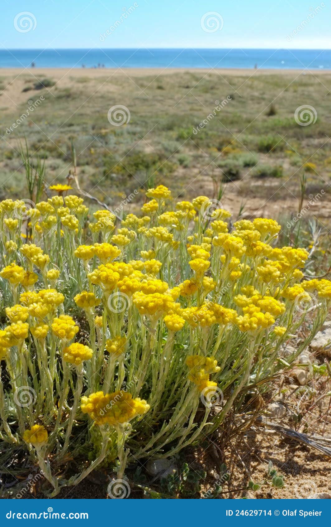 Everlasting shrub stock photo. Image of flower, bloom - 24629714