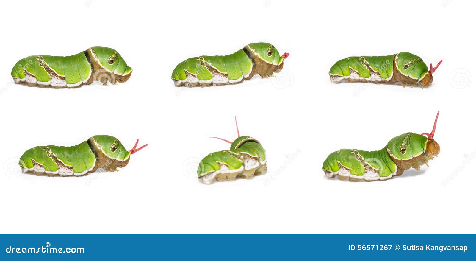 Common Map Caterpillar Stock Photography | CartoonDealer.com #77396888