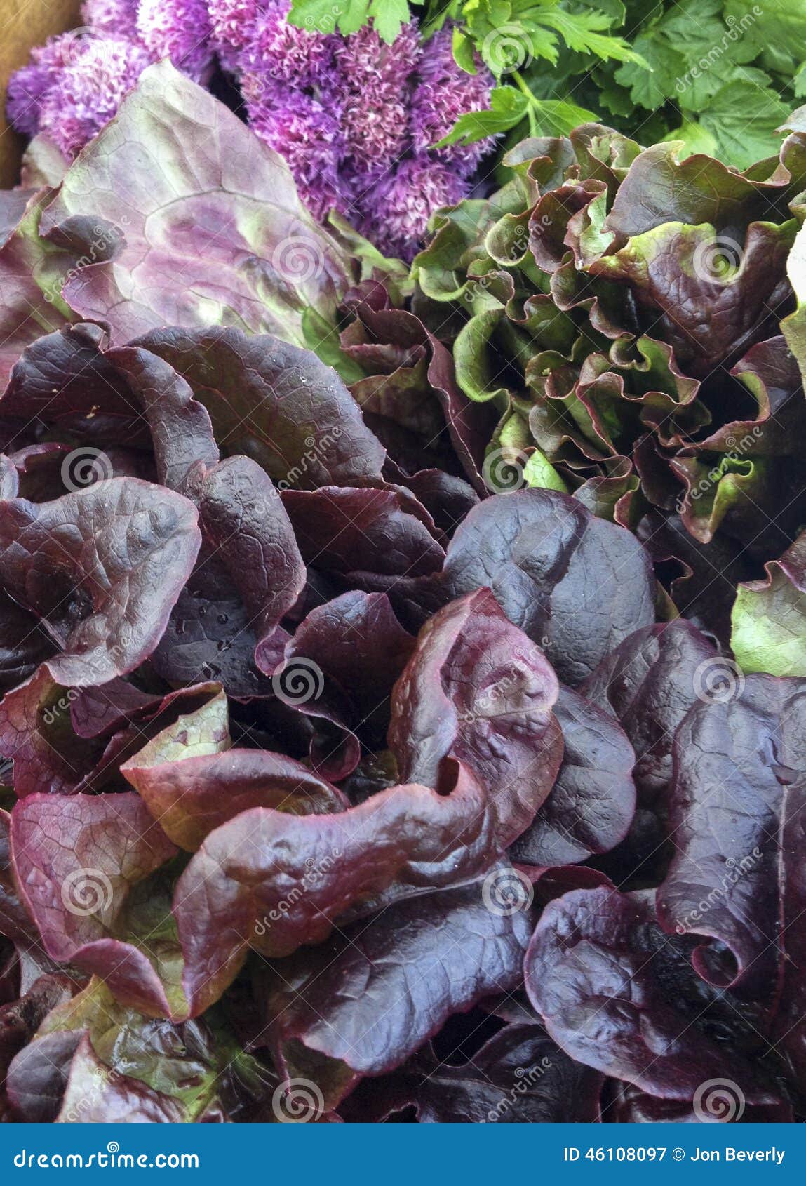 Every Color of Lettuce stock image. Image of agriculture - 46108097