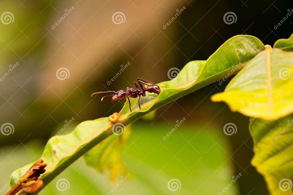Every Day, the Same Bugs Life Stock Image - Image of closeup, bugs ...