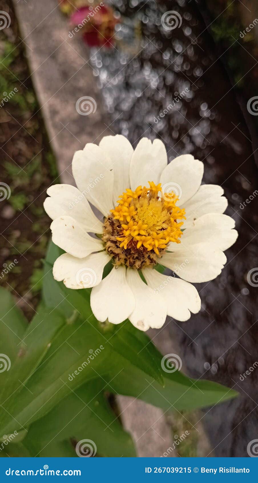 Every Flower Blooms in Its Own Time Stock Image - Image of nature ...