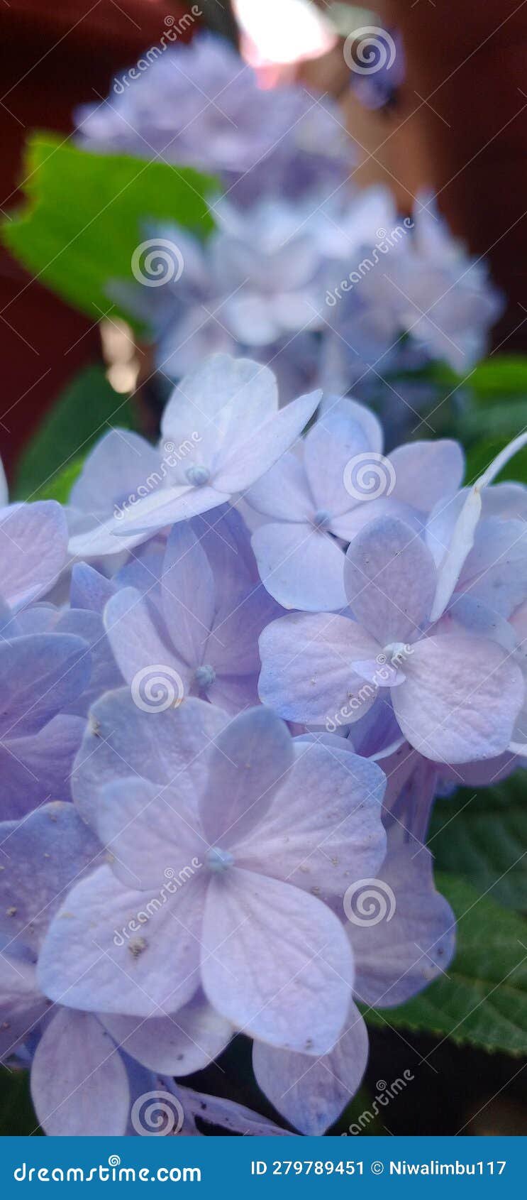 Every Flowers Blooms in it Own Time ???? Stock Image - Image of flowers ...