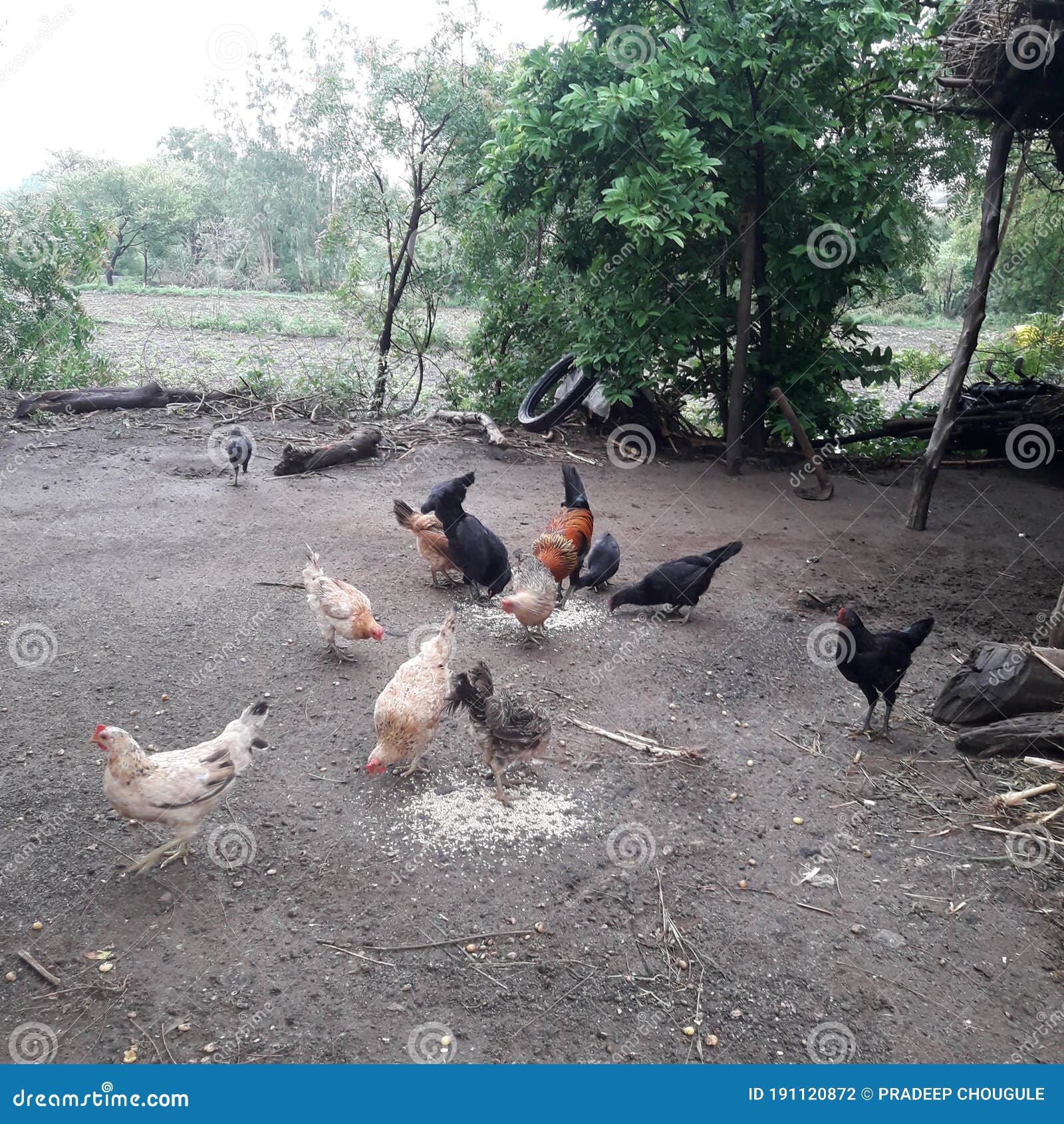 Every Hen eating the seeds stock photo. Image of breakfast - 191120872