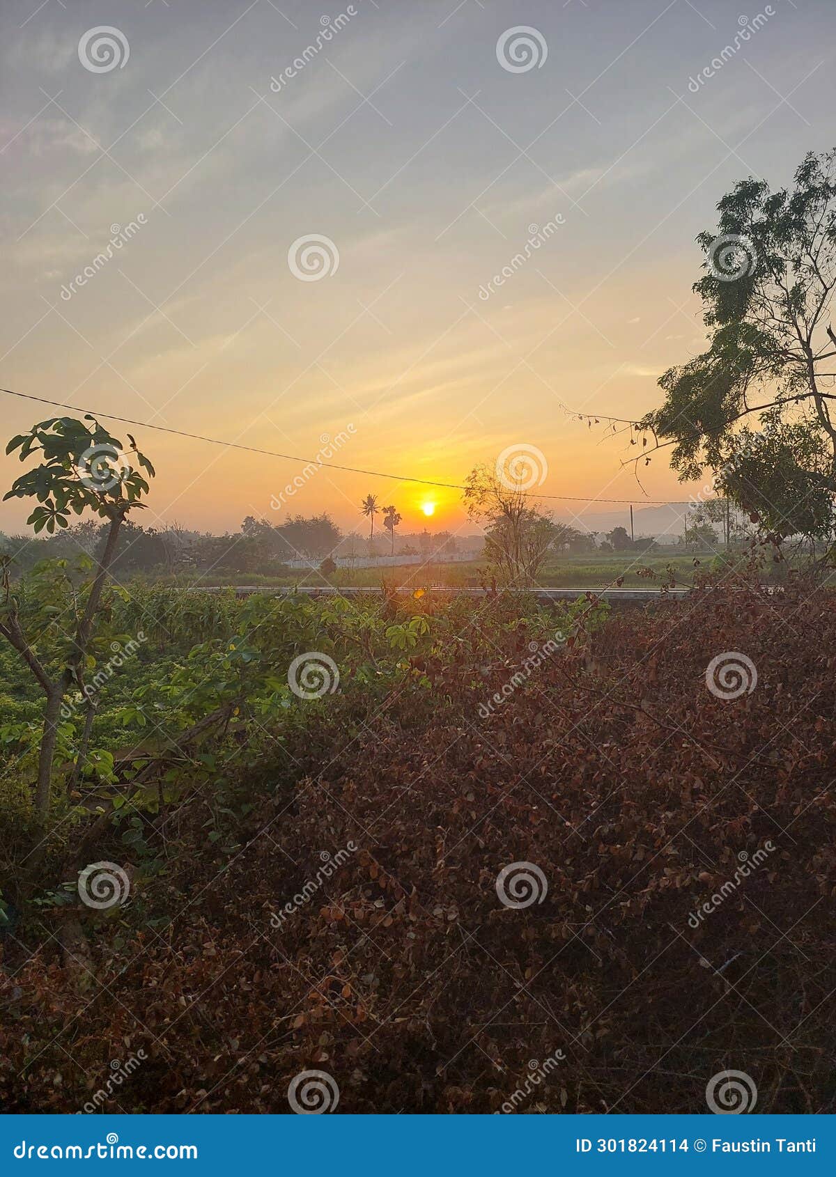 Every Sunrise is a New Beginning Stock Photo - Image of vegetation ...