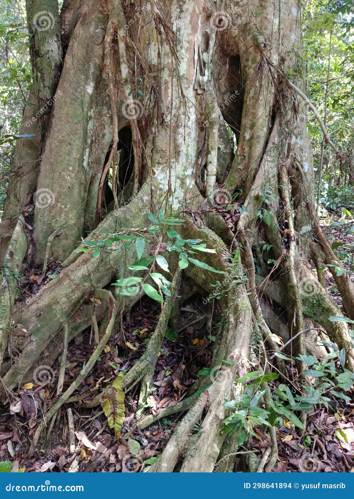Walnut Tree Roots with Dense Roots Stock Photo - Image of tree, roots ...