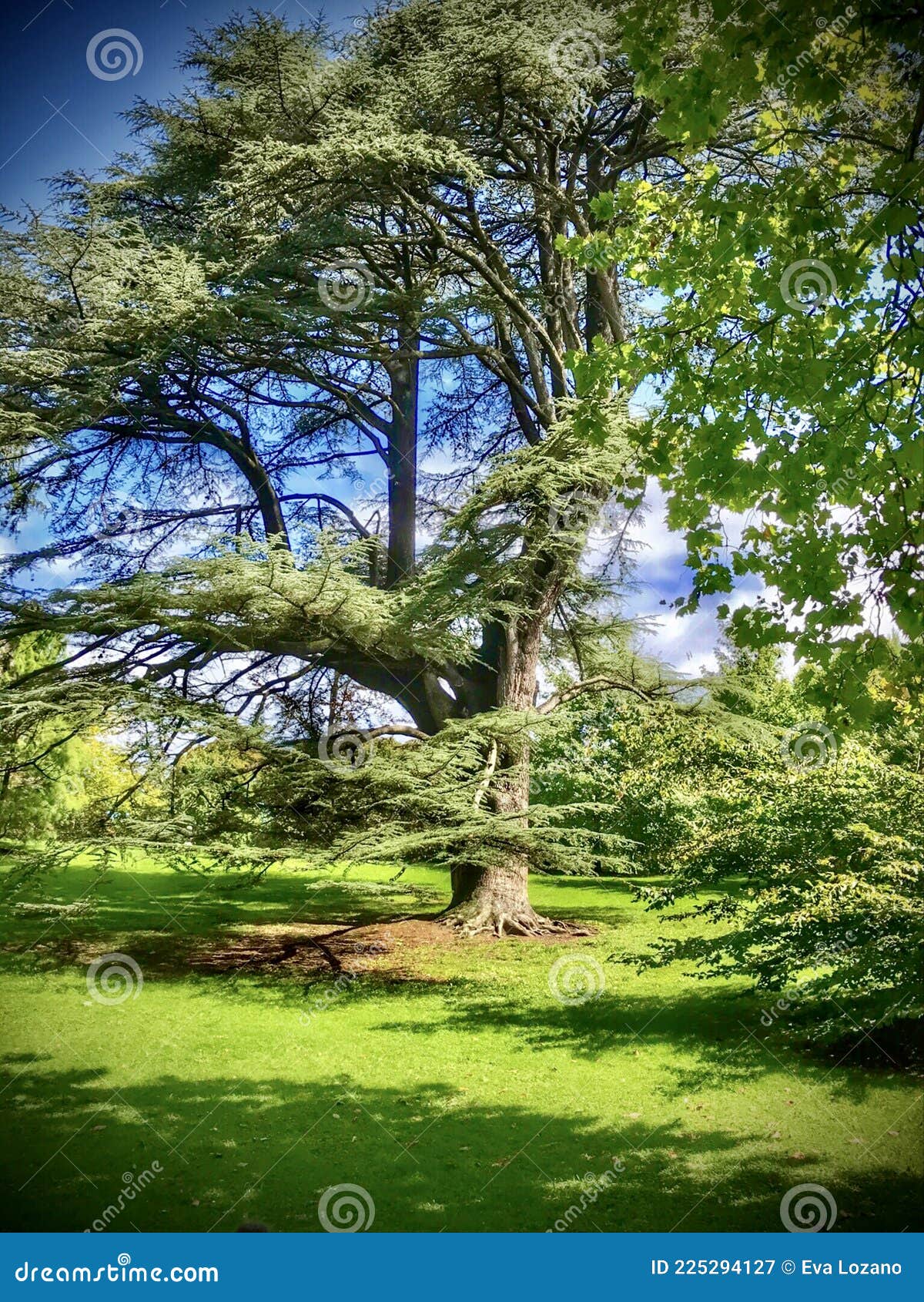 Beautiful Robust and Strong Tree Stock Image - Image of nature, strong ...