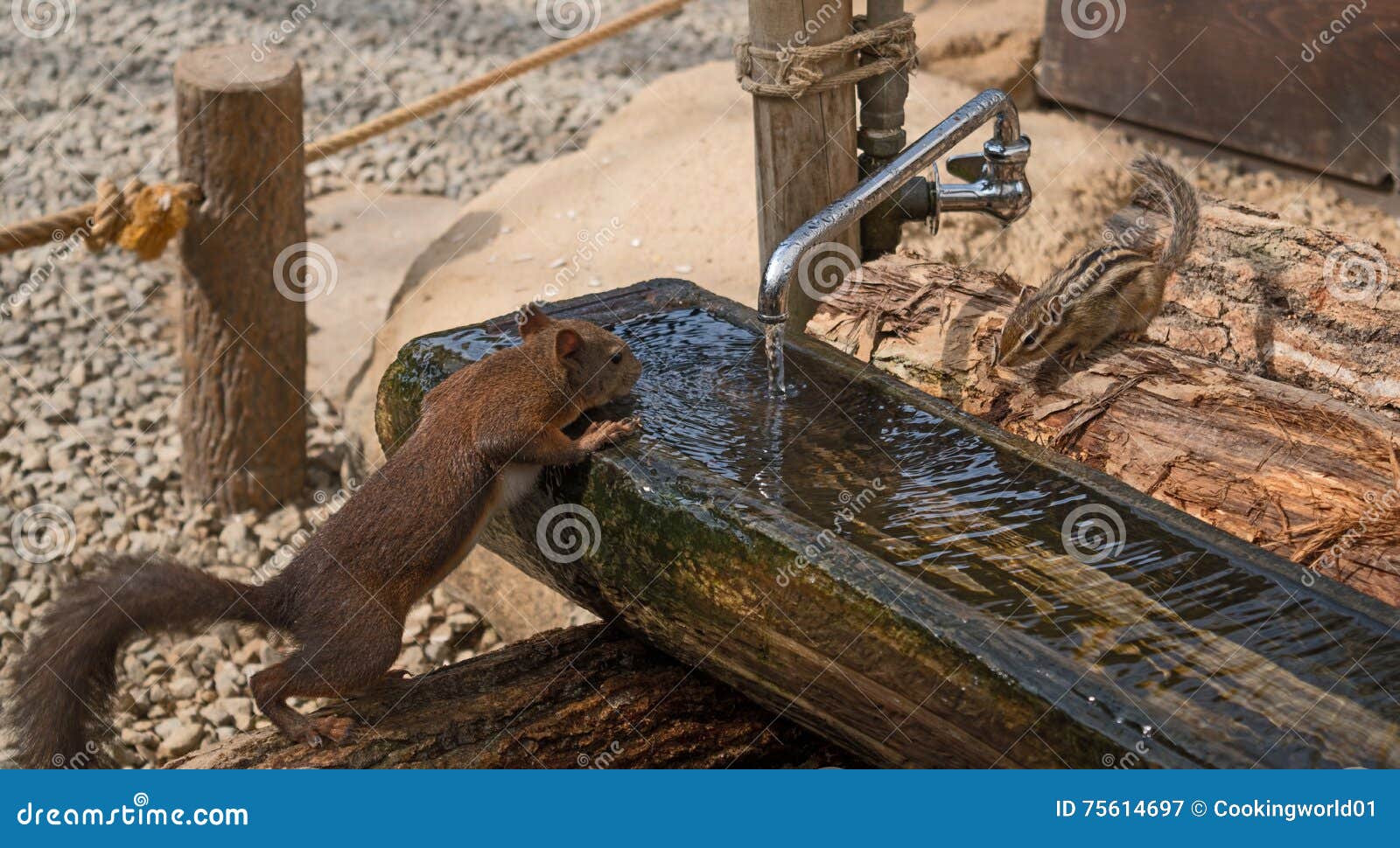 Everybody Needs Water. Chipmunk is Drinking Stock Image - Image of ...