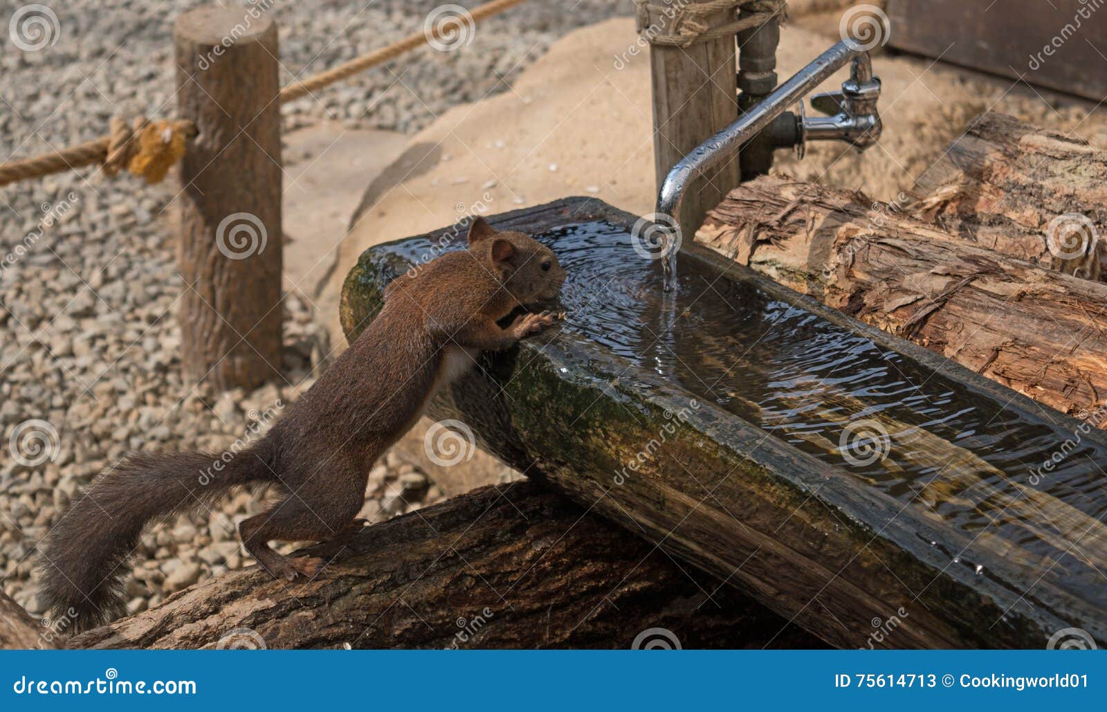 Everybody Needs Water. Chipmunk is Drinking Stock Image - Image of wild ...