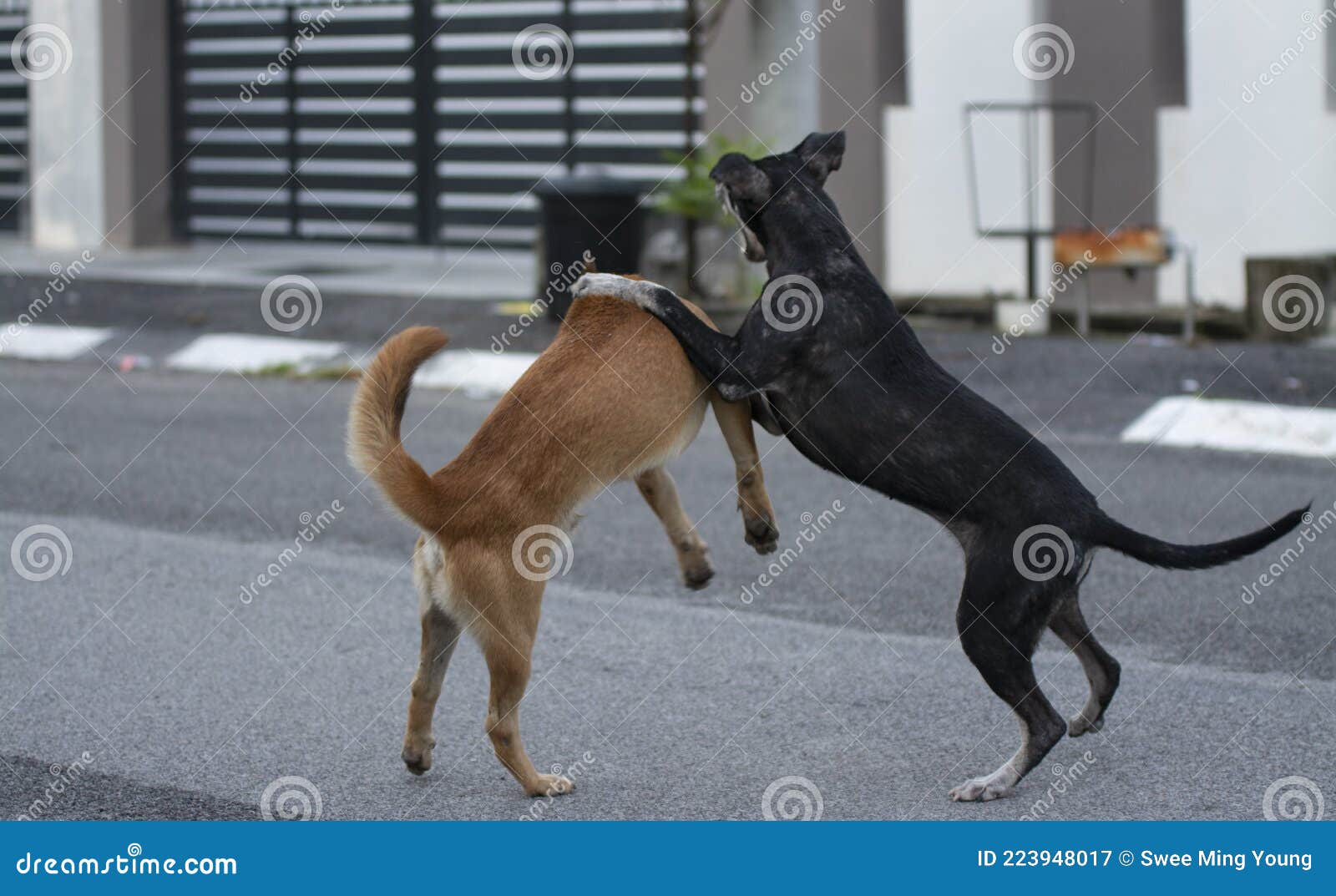 Everyday Activities of Stray Dogs on the Street. Stock Image - Image of ...