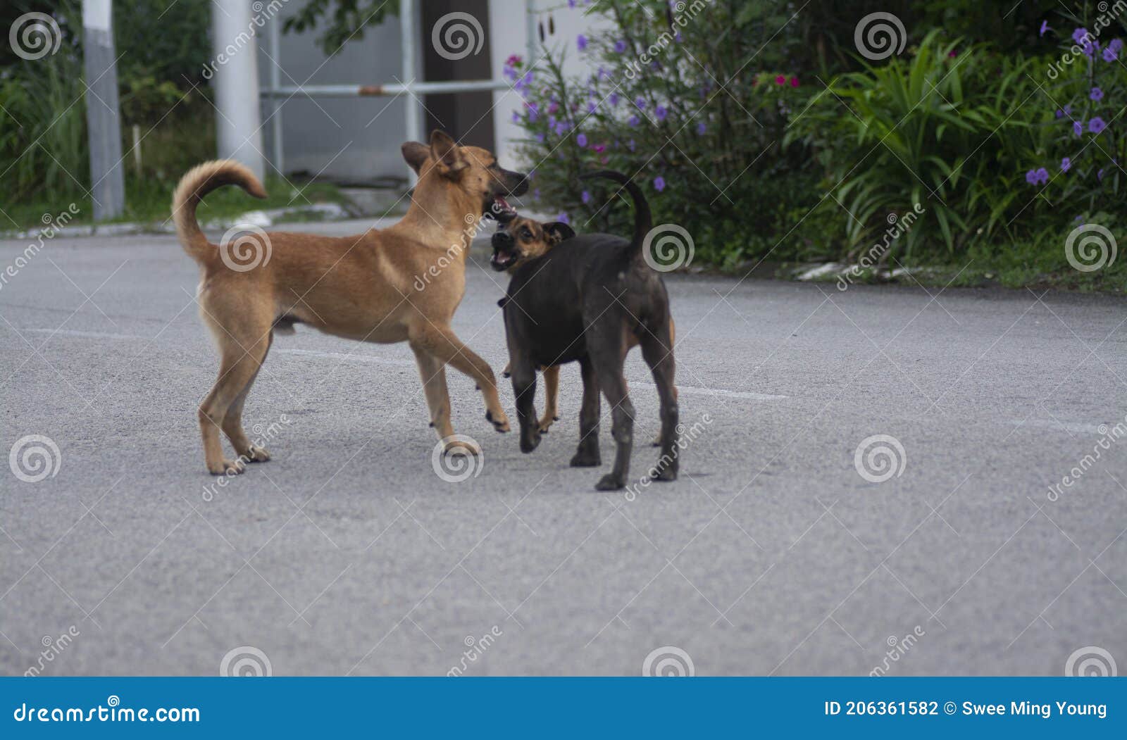 Everyday Activities of Stray Dogs on the Street. Stock Photo - Image of ...