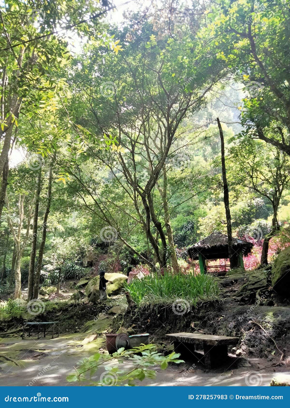 Everyday Life with Green Trees Stock Image - Image of river, trees ...
