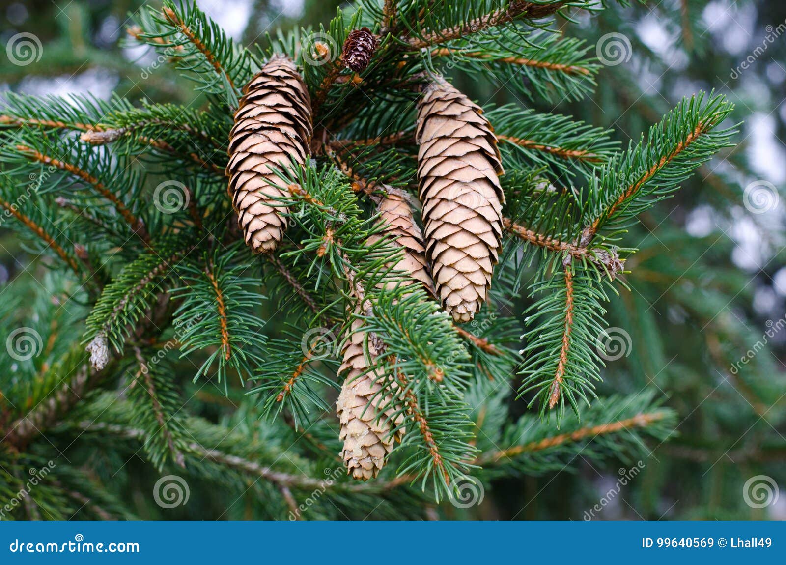 Everygreen Tree Stock Photos - Free & Royalty-Free Stock Photos from ...