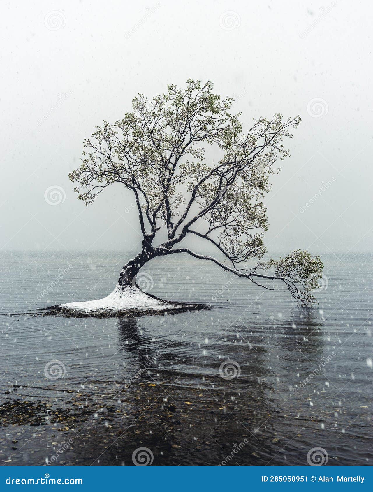 Everyone S Favourite Tree in Winter Stock Image - Image of snow ...