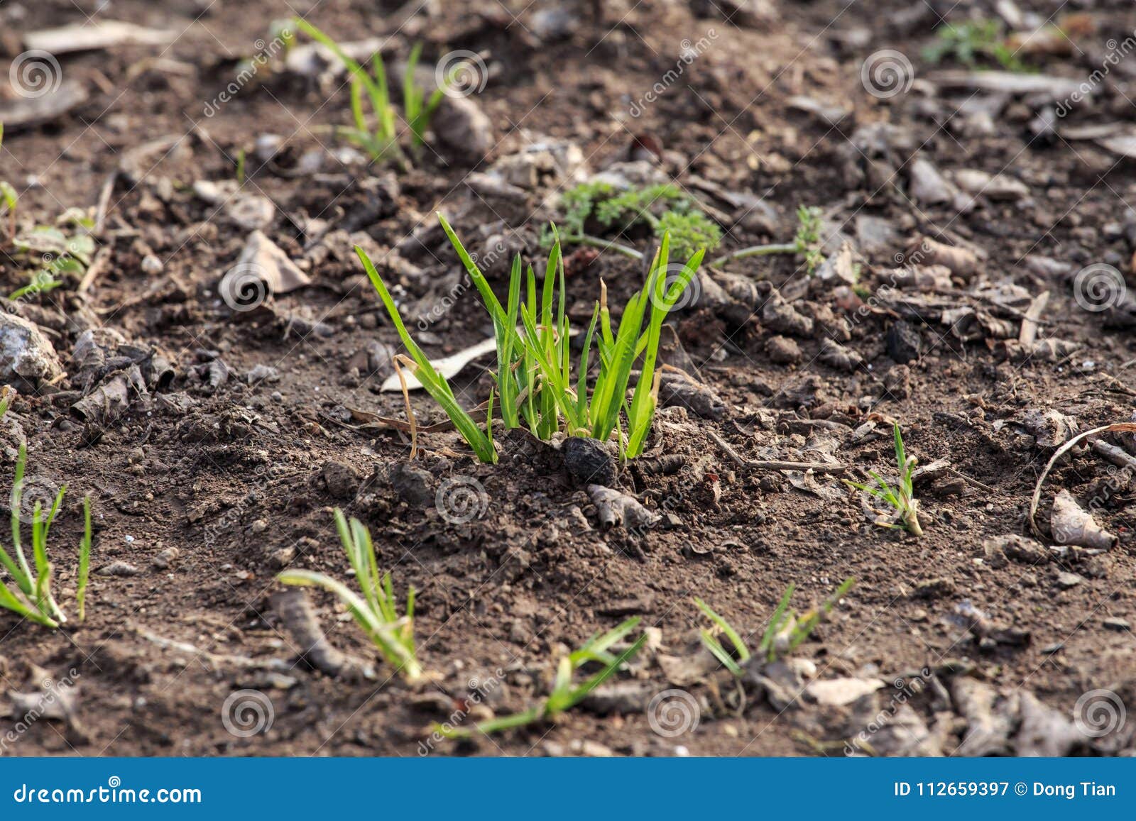 New shoots of spring stock image. Image of nature, bronchitis - 112659397