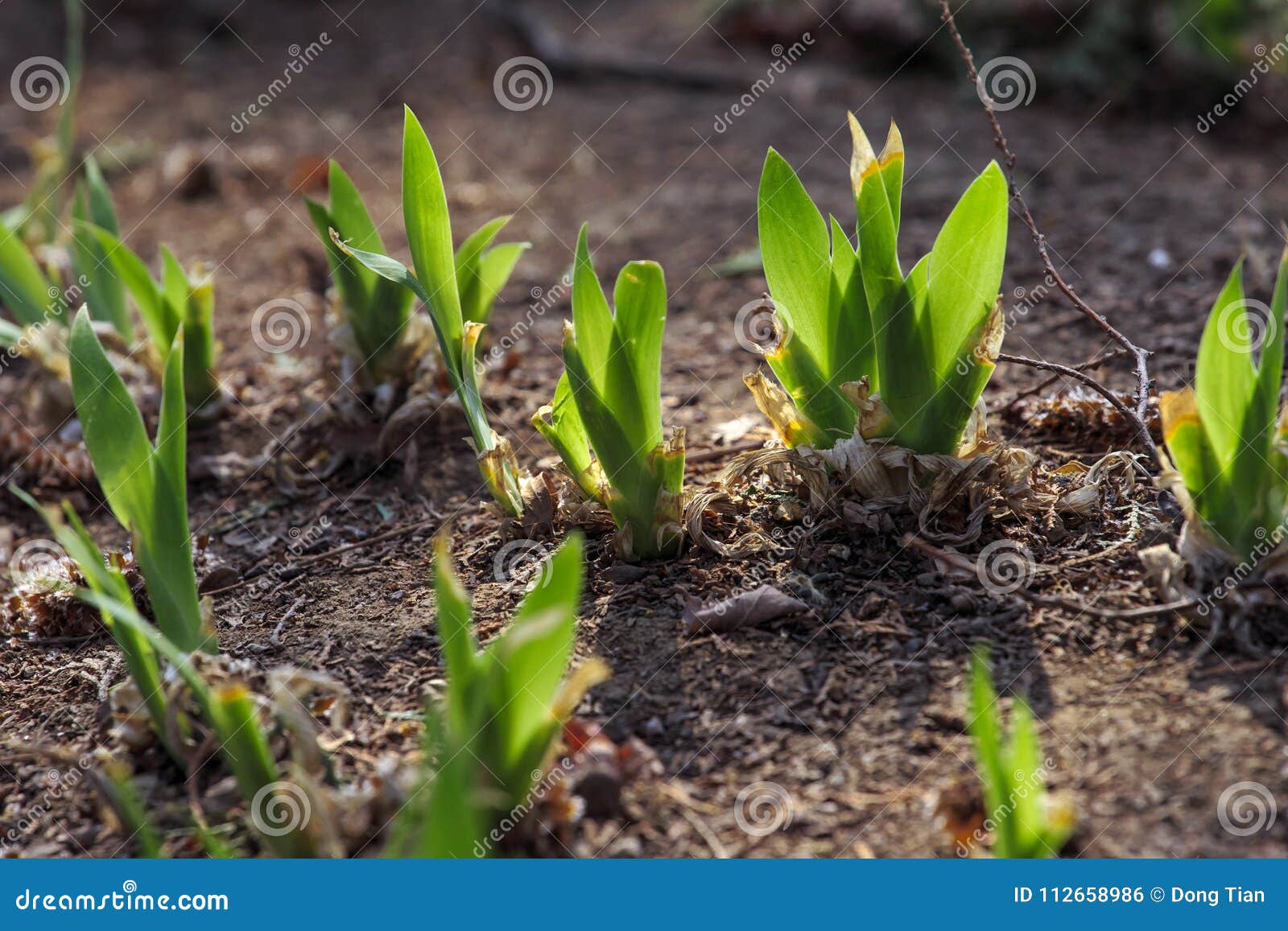 New shoots of spring stock photo. Image of green, unmanned - 112658986