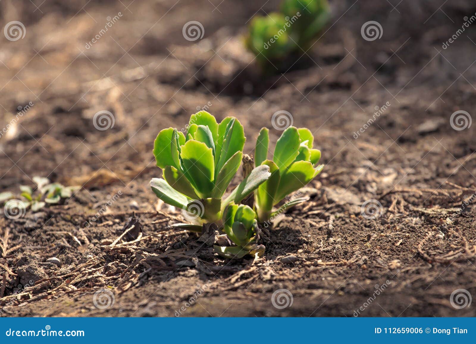 New shoots of spring stock photo. Image of fresh, branches - 112659006