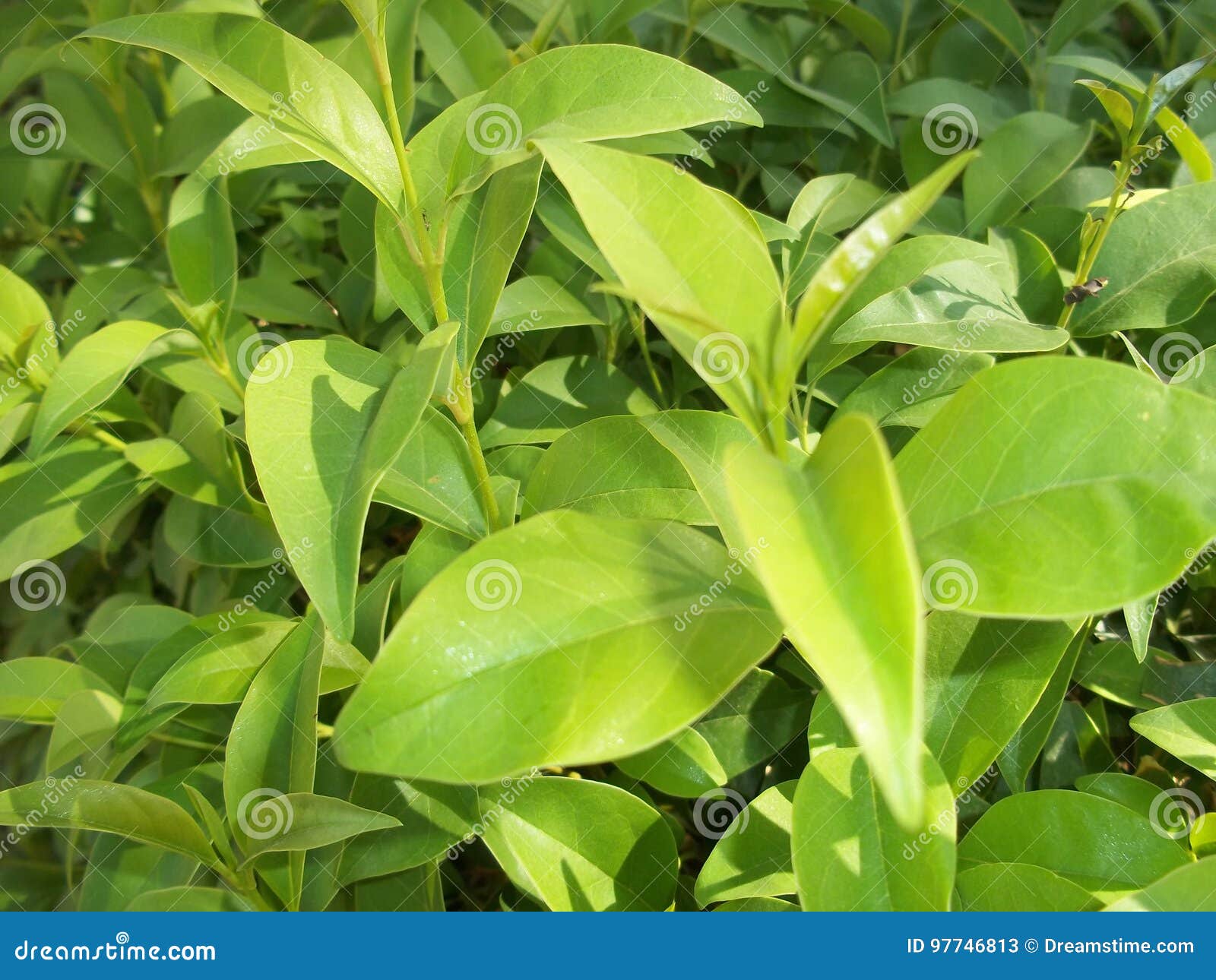 Everything green stock image. Image of vegetables, green - 97746813