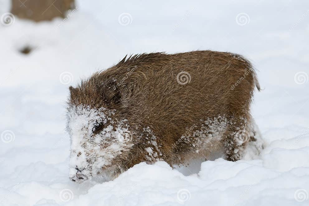 Everzwijn stock foto. Image of varken, winter, jacht - 18085526