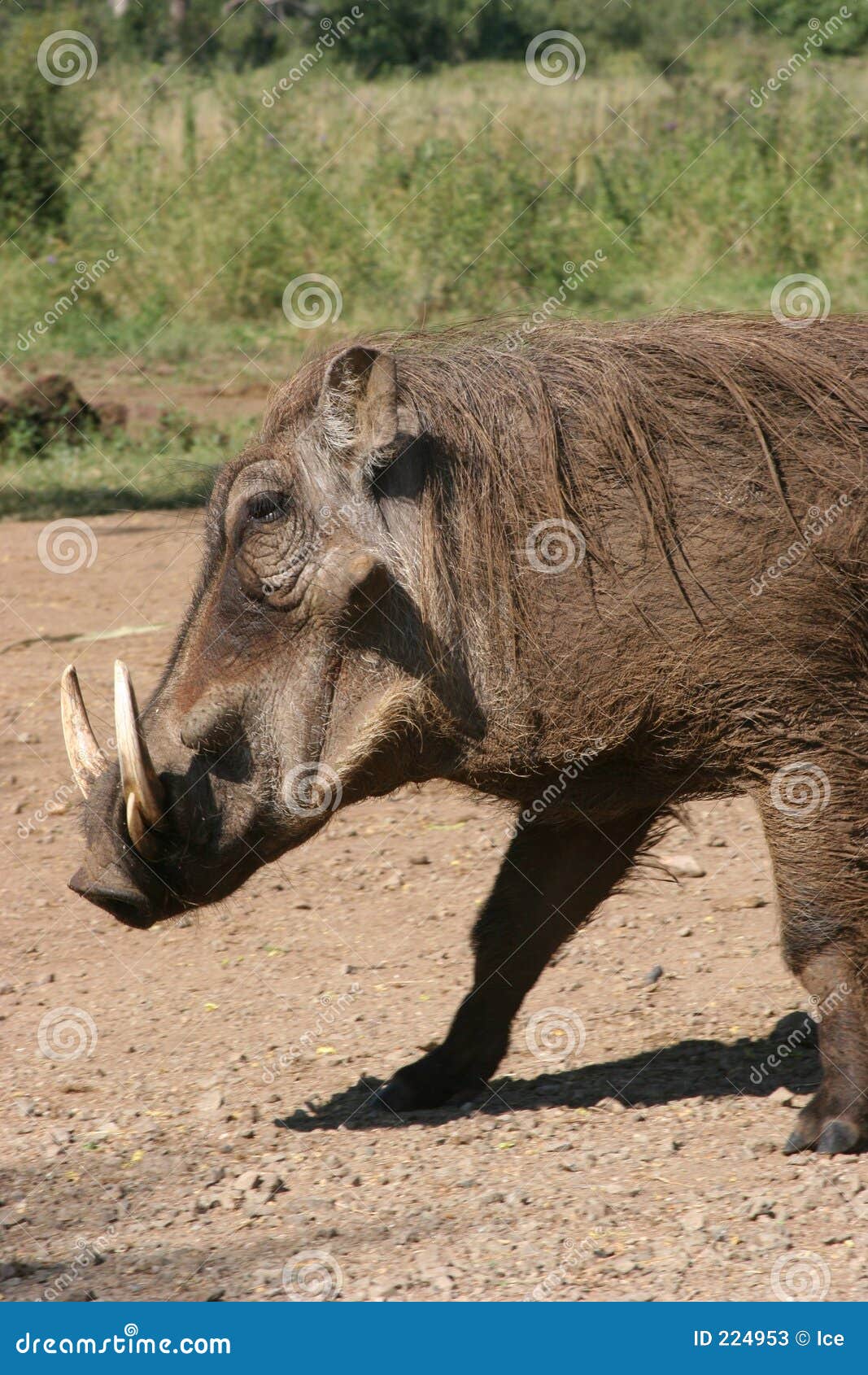 Everzwijn stock afbeelding. Image of openlucht, slagtand - 224953
