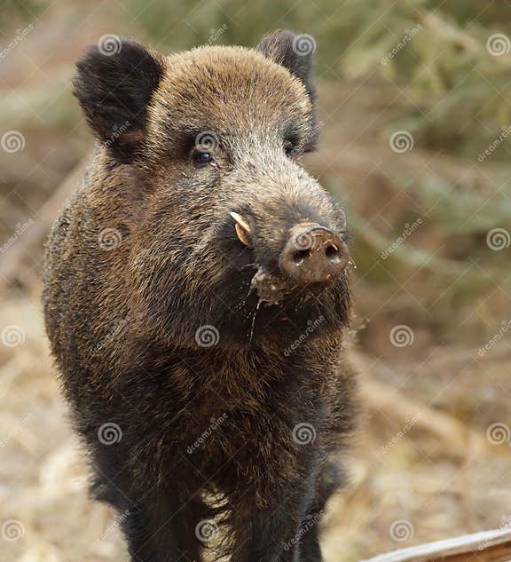 Everzwijn stock foto. Image of donker, eten, gevaarlijk - 26242644