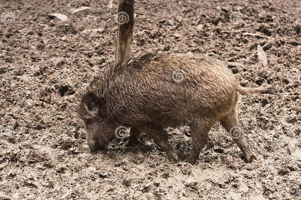 Everzwijn stock afbeelding. Image of beer, zoogdier, hoef - 32860599