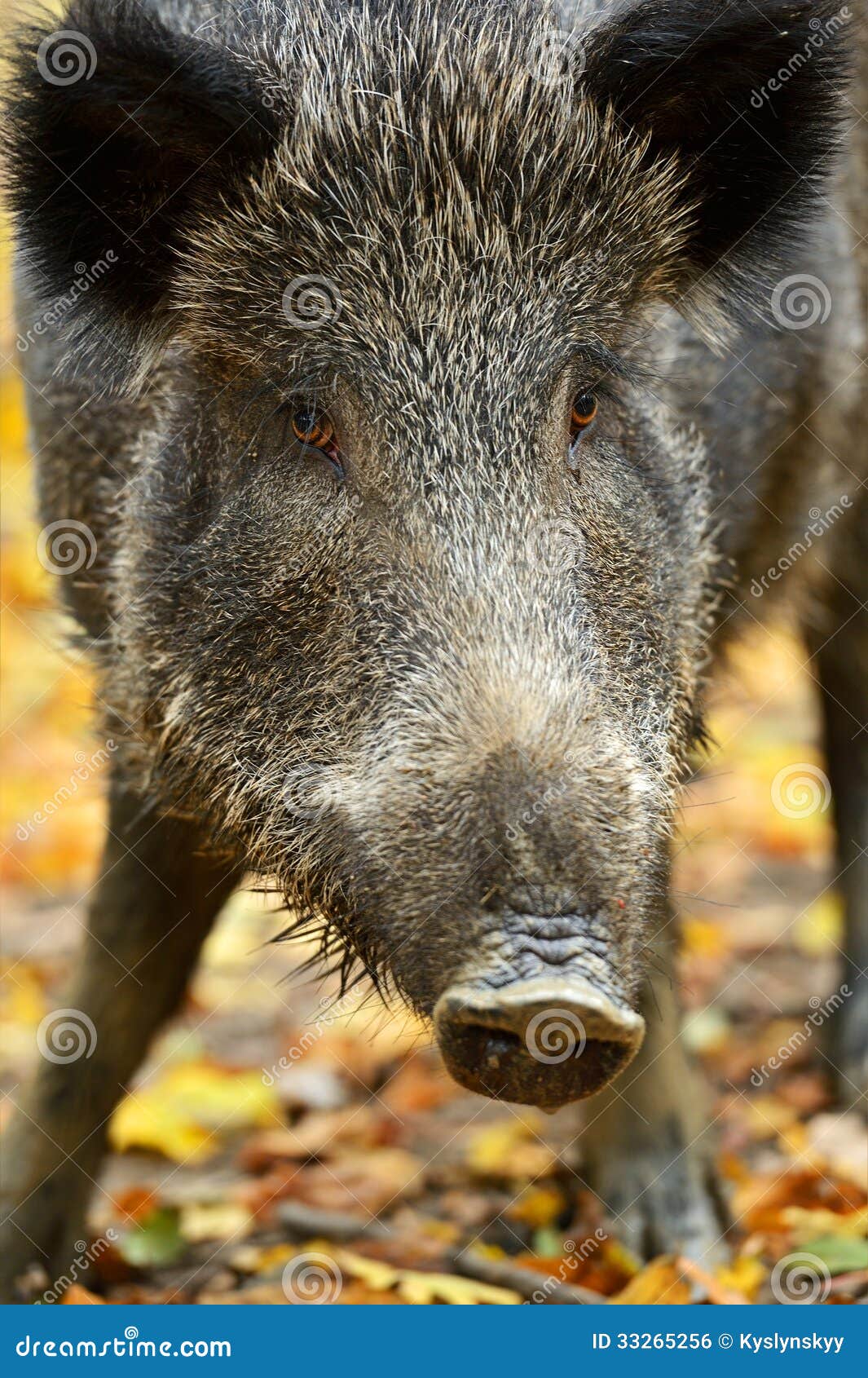 Everzwijn stock foto. Image of leefgebied, zoogdier, beer - 33265256