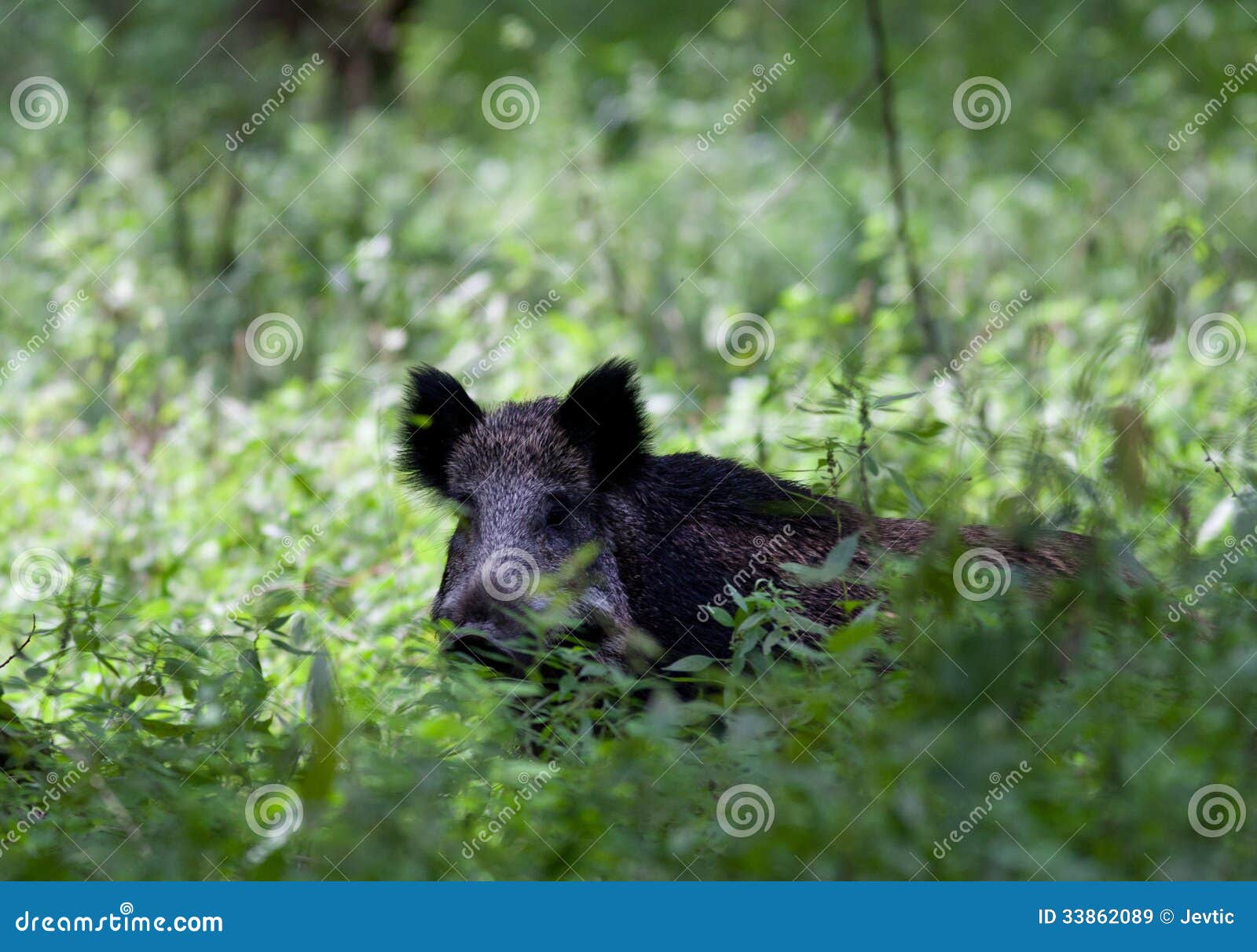 Everzwijn stock afbeelding. Image of hoepel, kudde, kanon - 33862089