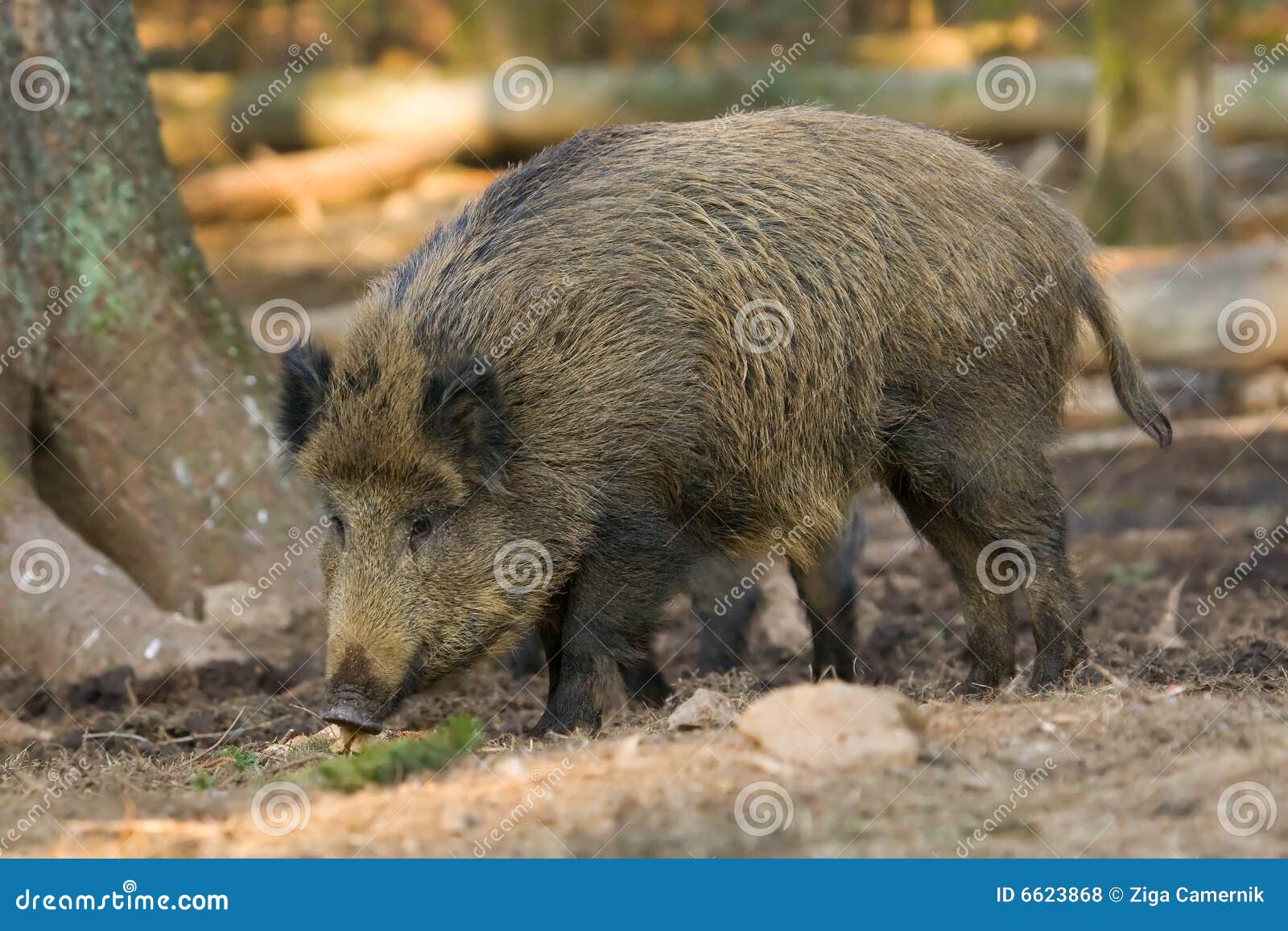 Everzwijn stock foto. Image of bont, haar, fauna, dier - 6623868