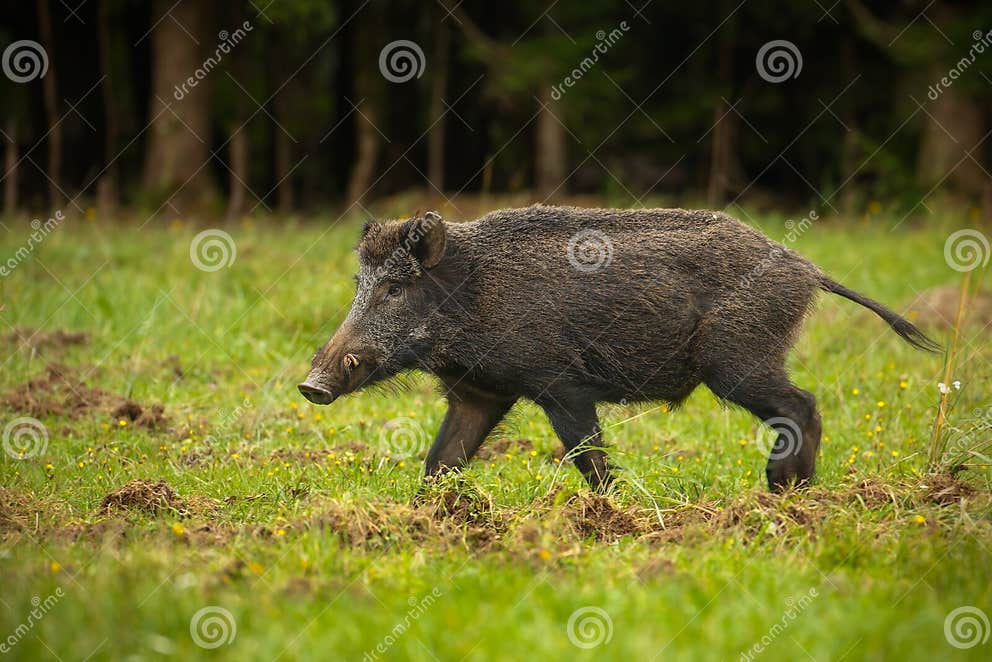 Everzwijn in beweging stock foto. Image of gevaarlijk - 34162668