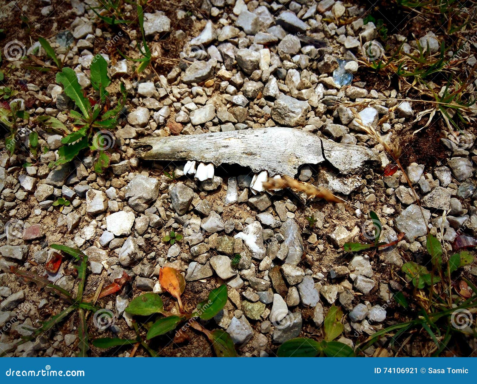 Evidence of life stock image. Image of life, nature, former - 74106921