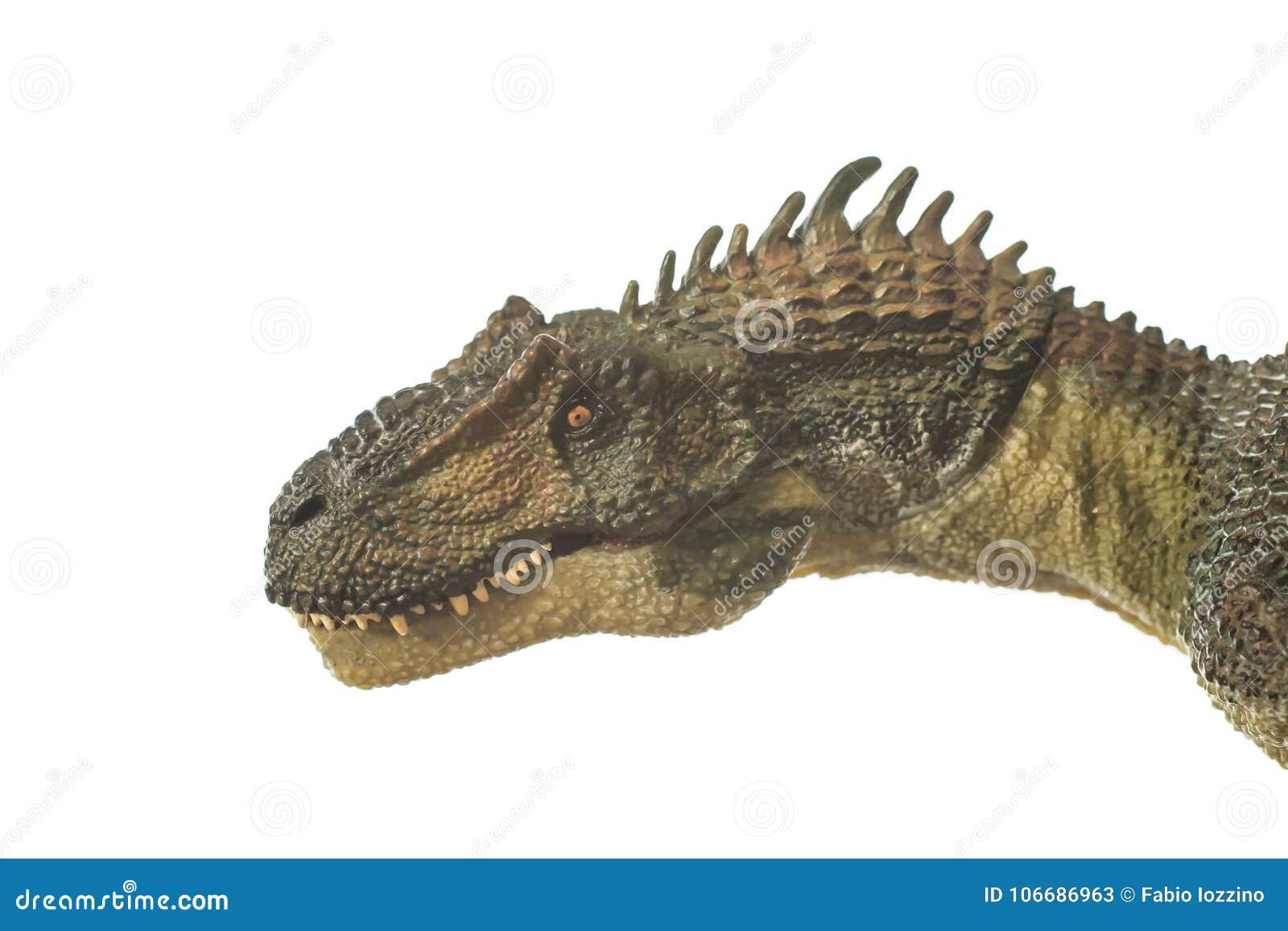 Allosaurus` Head on White Background Stock Image - Image of cruel ...