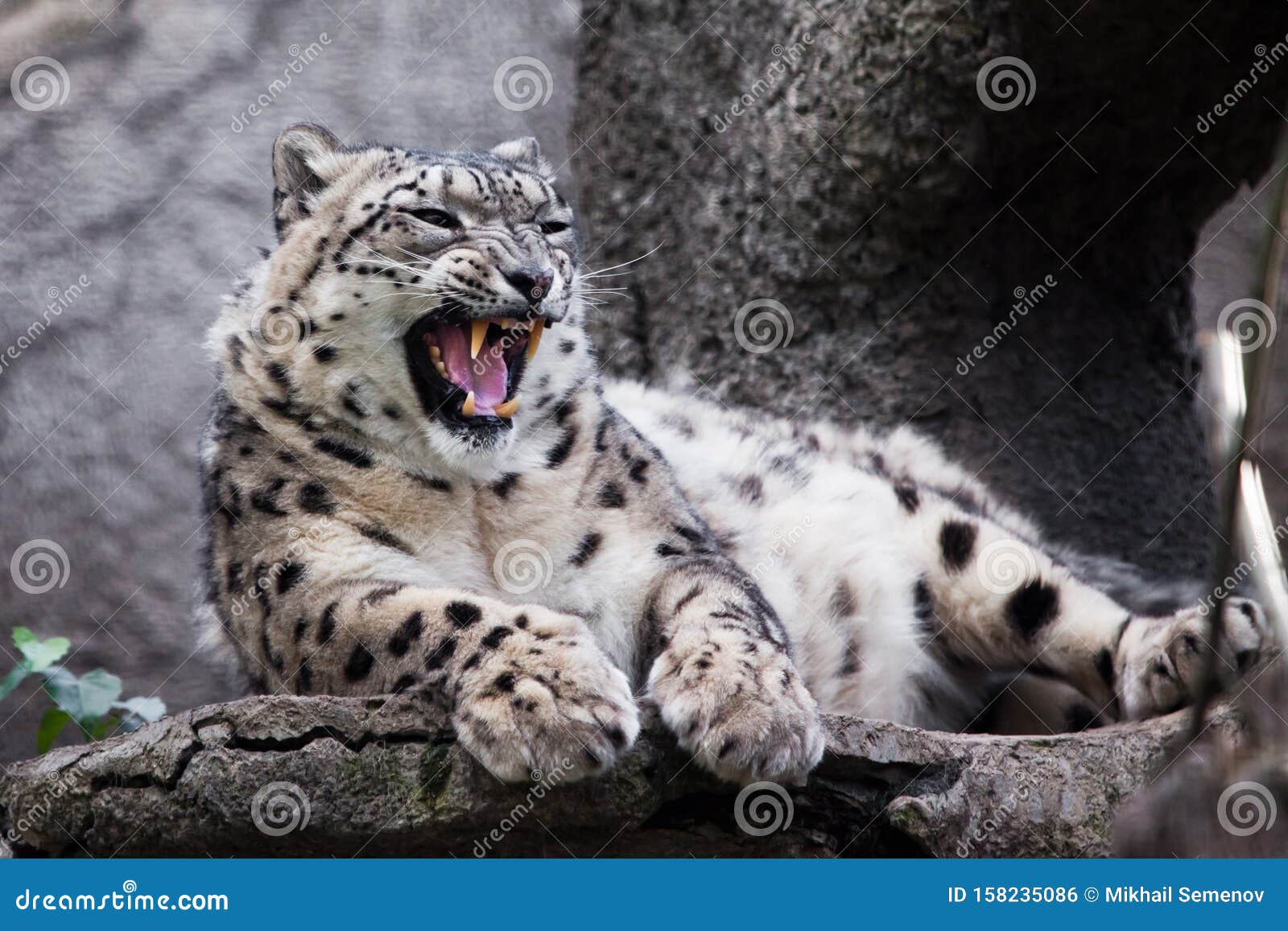 Evil Angry Roar, Teeth. Powerful Predatory Cat Snow Leopard Sits on a ...