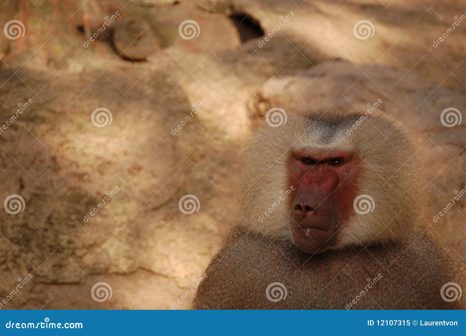 Evil baboon in zoo stock image. Image of baboon, slobber - 12107315
