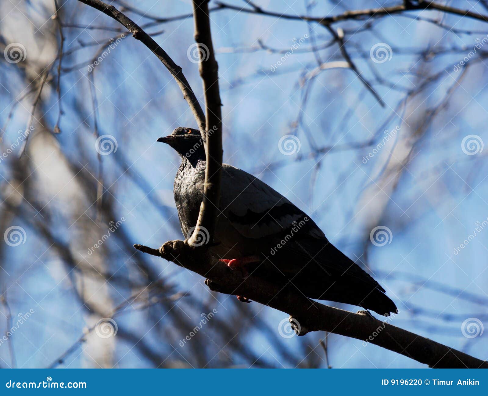 Evil bird stock photo. Image of outdoor, living, tail - 9196220