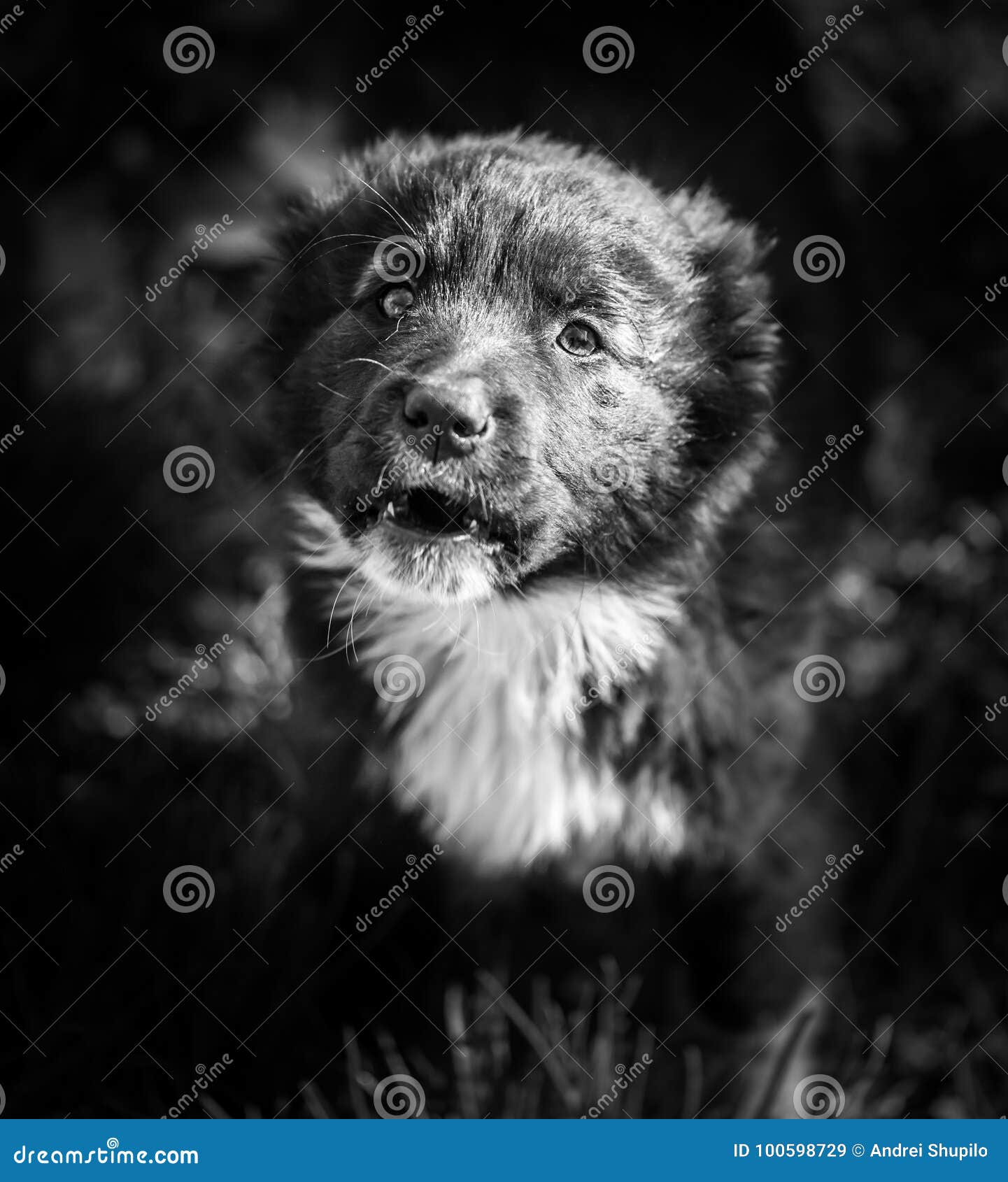 Evil black dog stock image. Image of furious, anger - 100598729