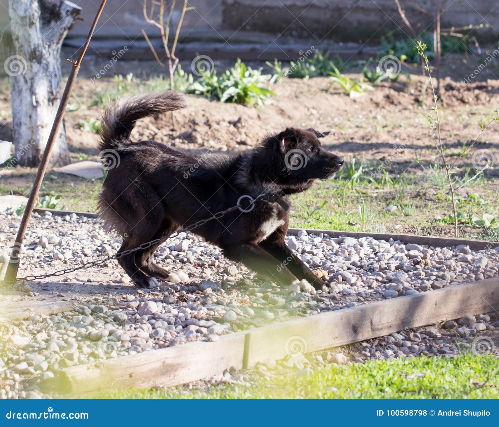 Evil black dog stock photo. Image of hydrophobia, fight - 100598798