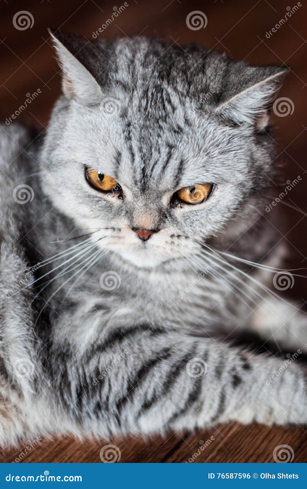 Evil british cat lying stock photo. Image of beauty, fluffy - 76587596