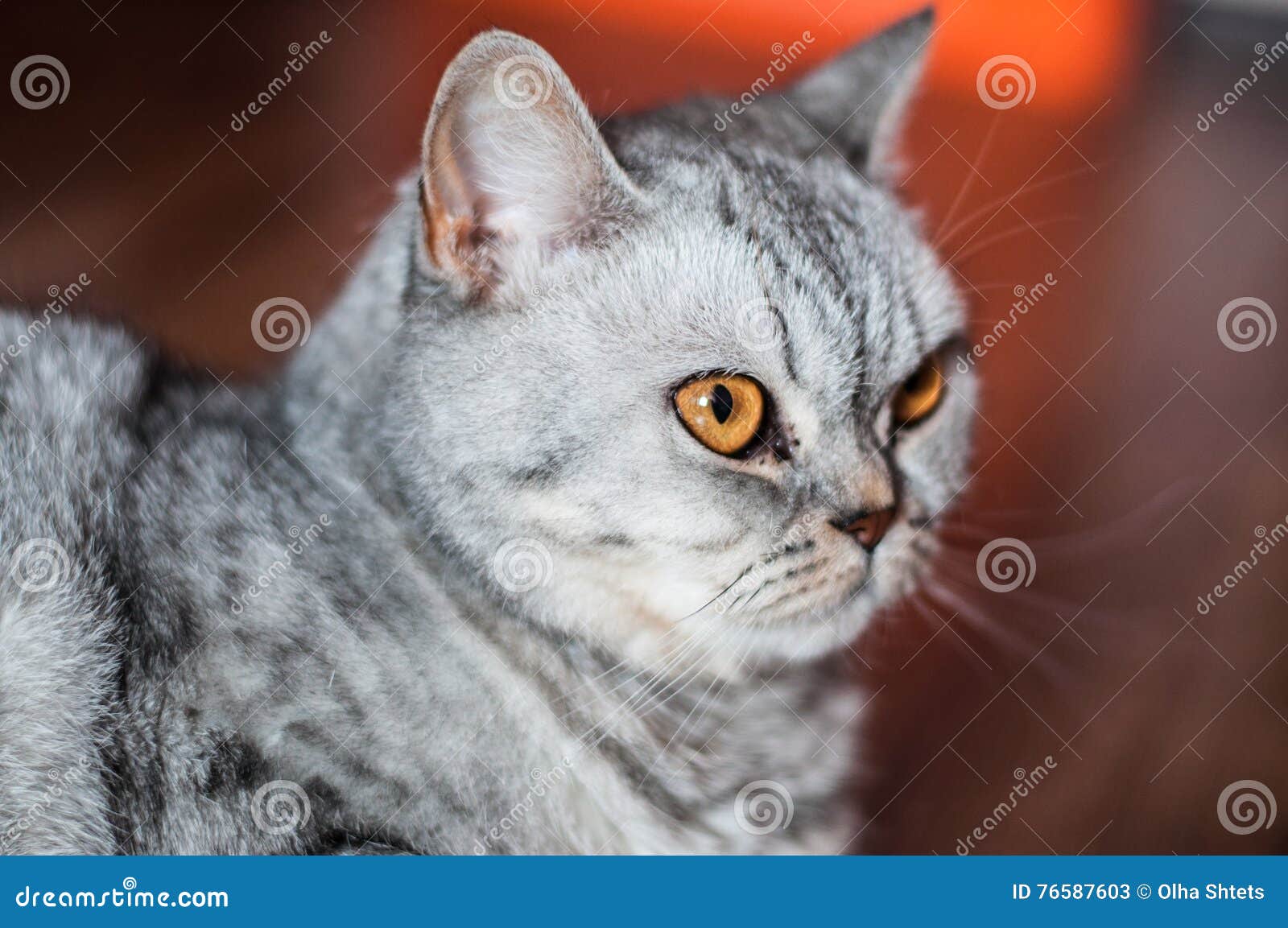 Evil british cat lying stock image. Image of grey, macro - 76587603