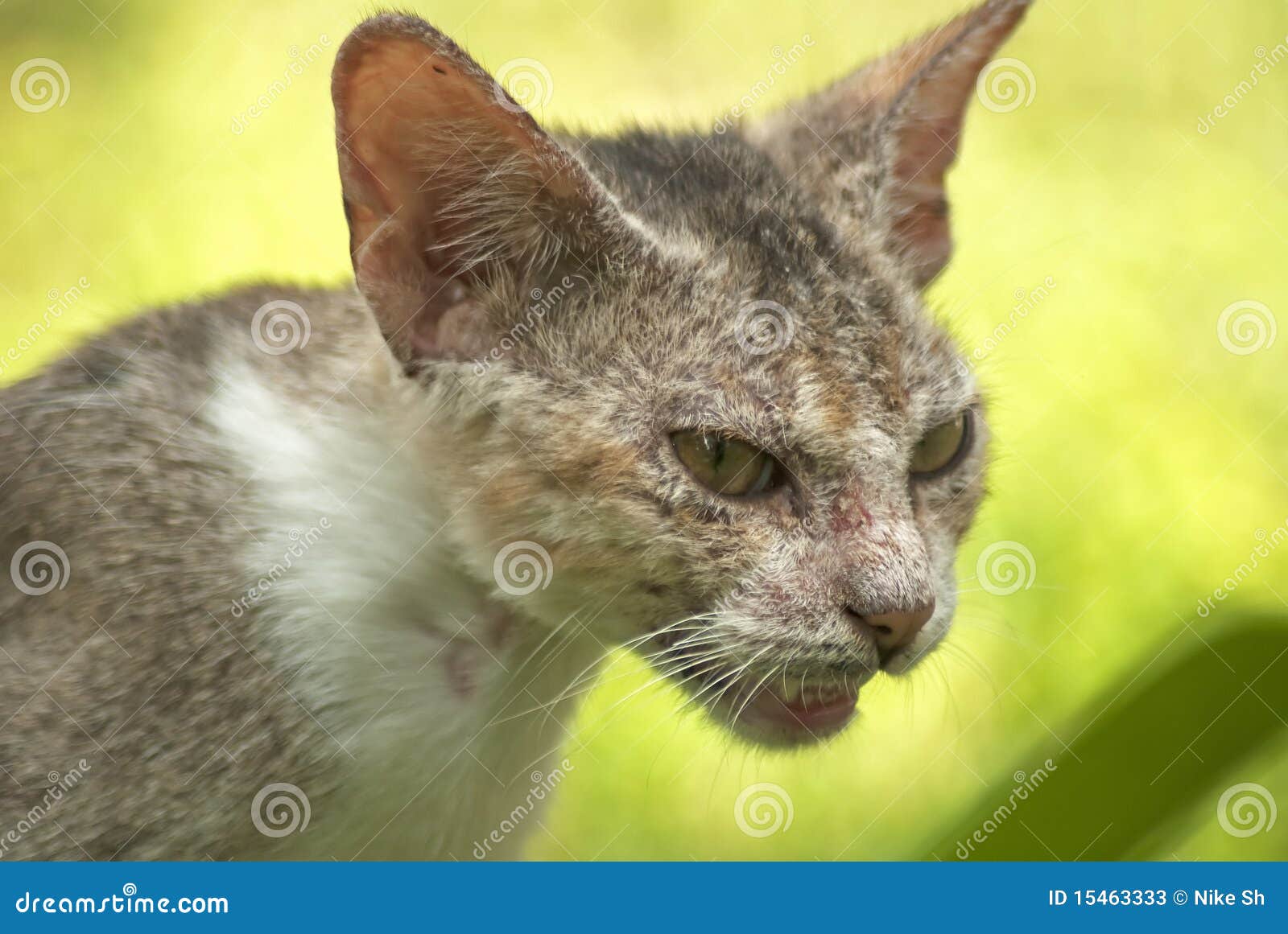 Evil cat stock image. Image of mammal, snarling, closeup - 15463333
