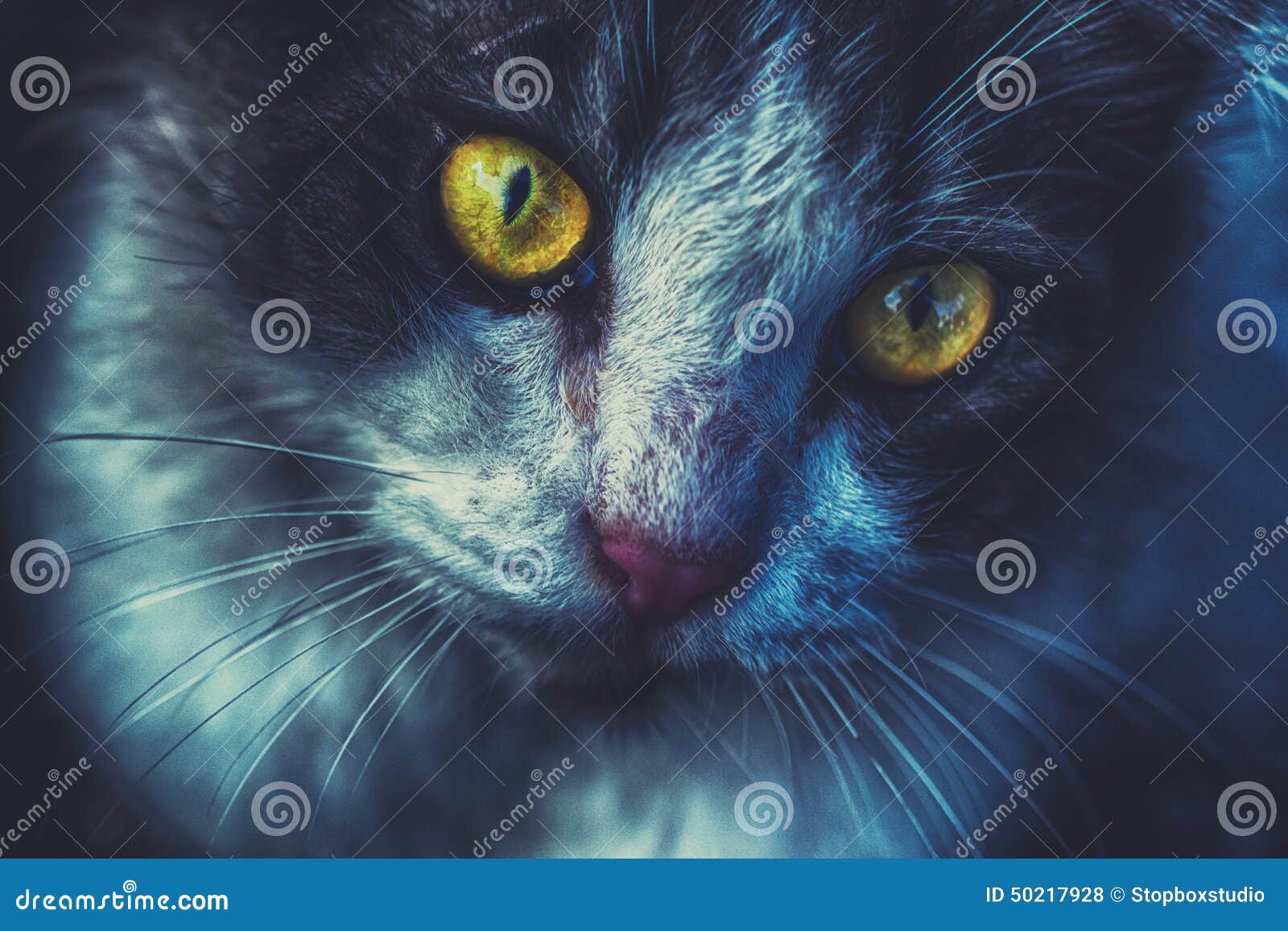Cat Editing Photos - Free & Royalty-Free Stock Photos from Dreamstime