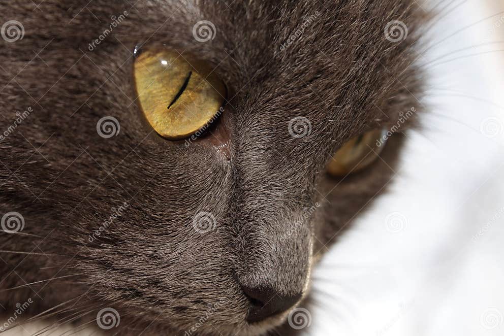 Evil cat face stock image. Image of mouth, eyes, home - 24368123