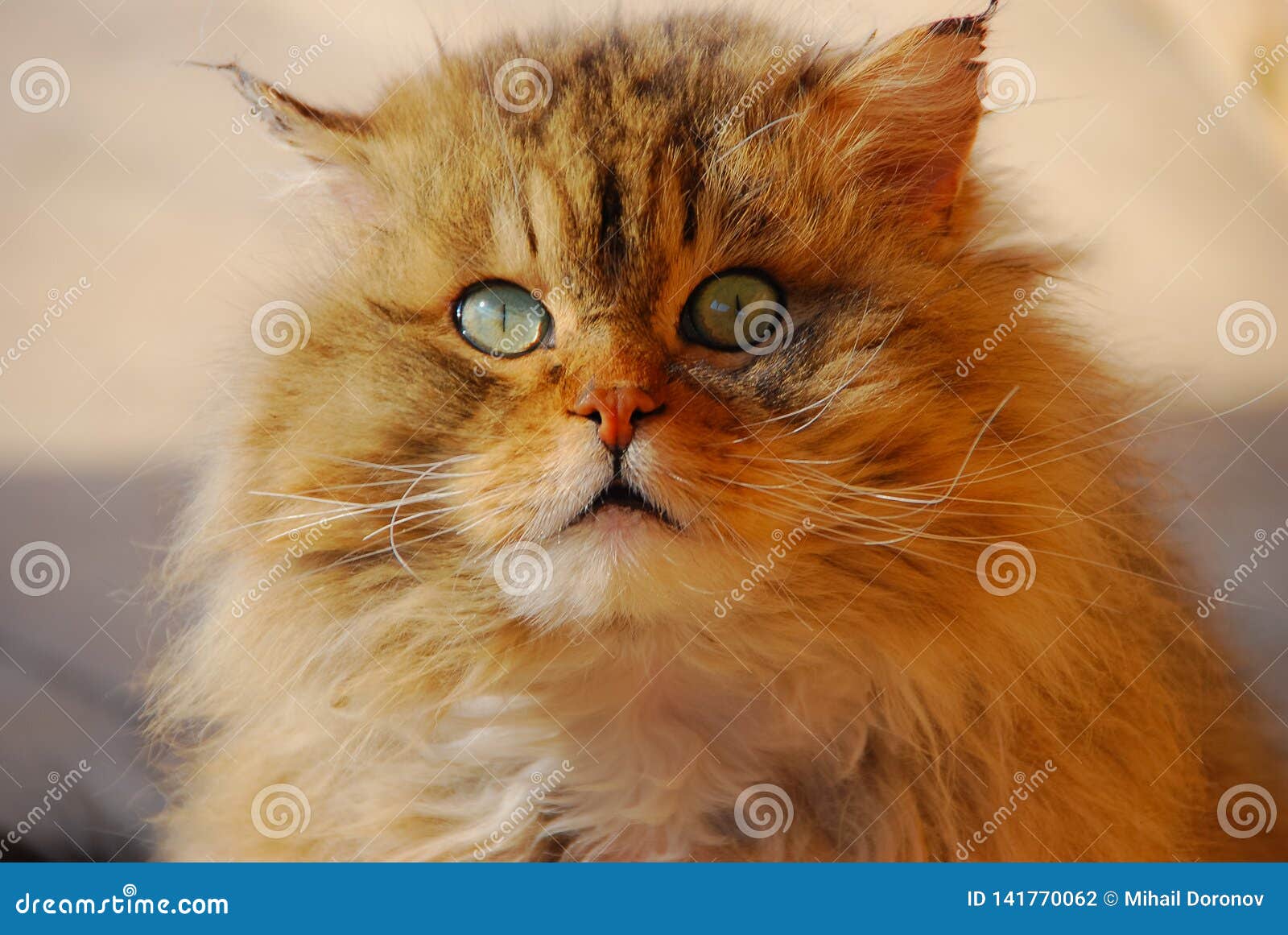 Angry scary wild cat stock photo. Image of beautiful - 141770062