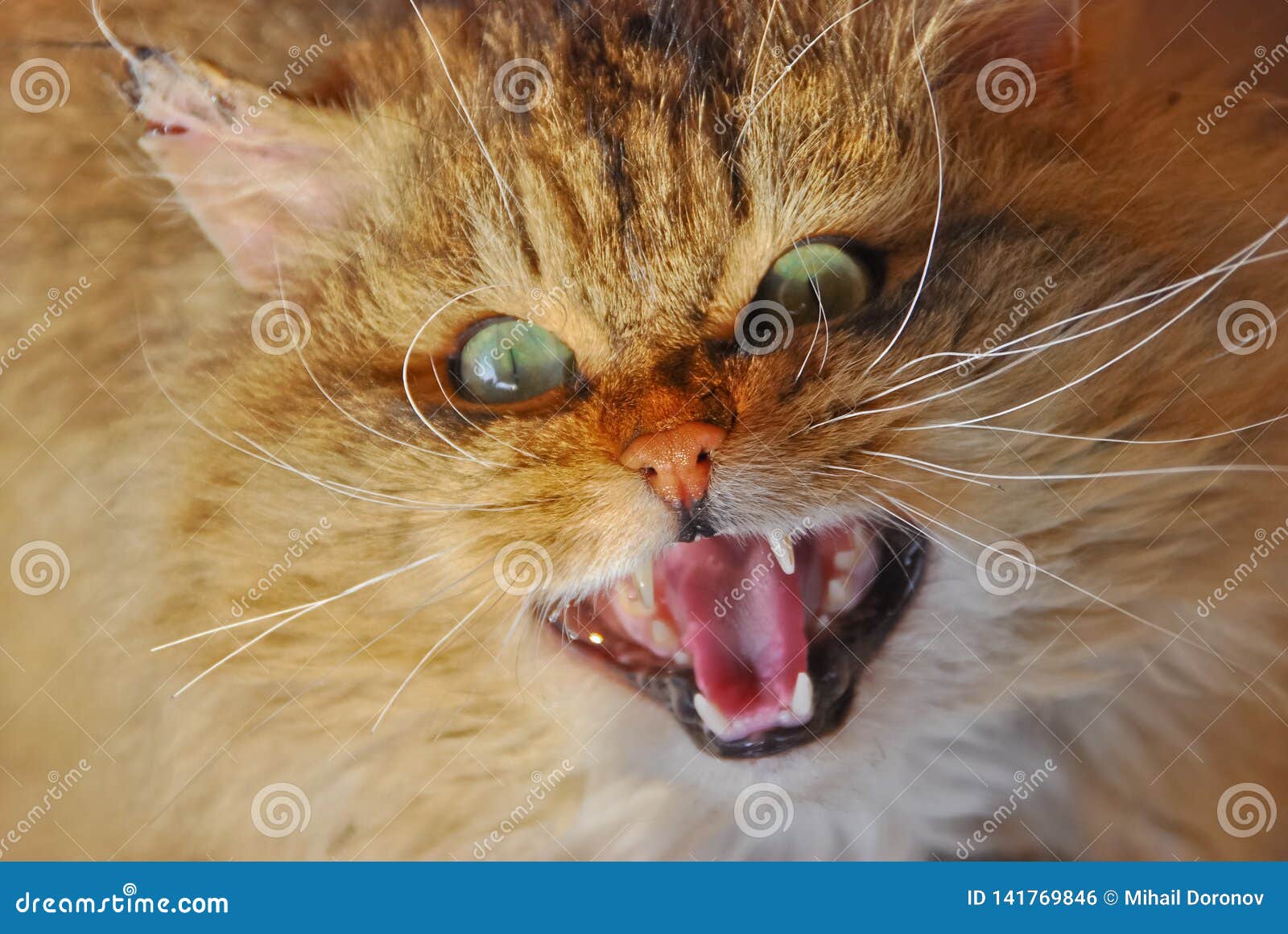Angry scary wild cat stock photo. Image of white, background - 141769846