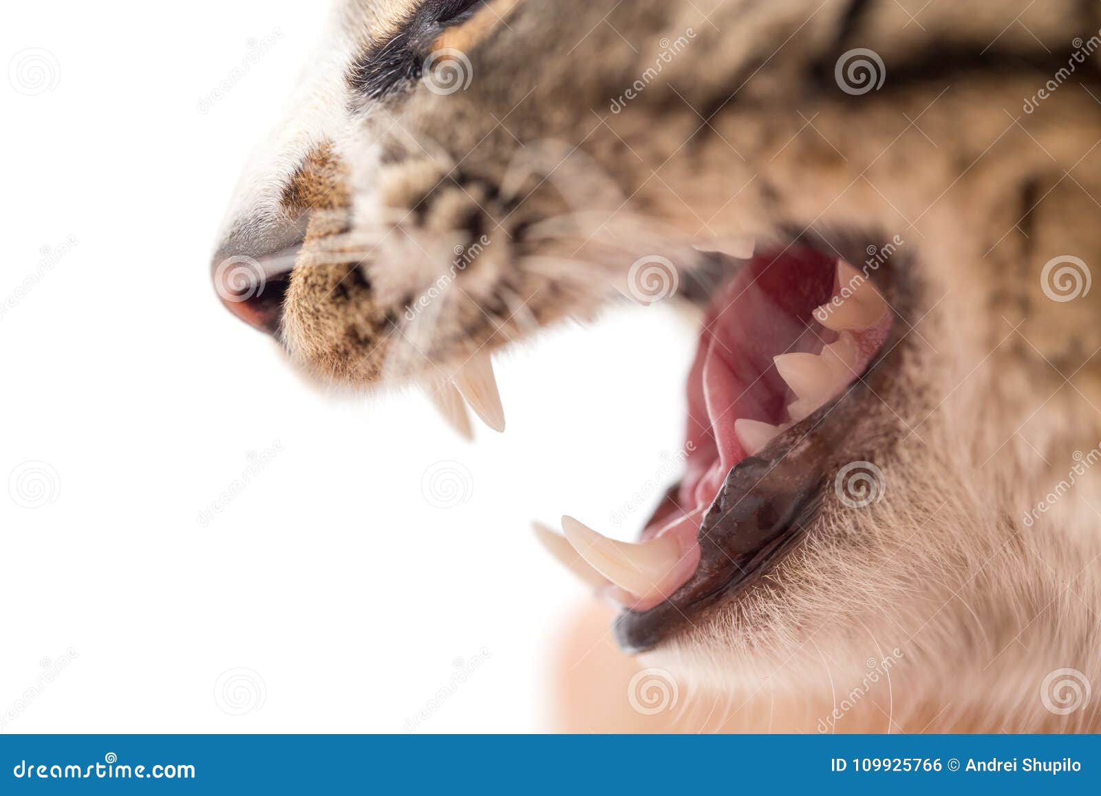 Evil Cat Teeth on a White Background. Macro Stock Photo - Image of ...