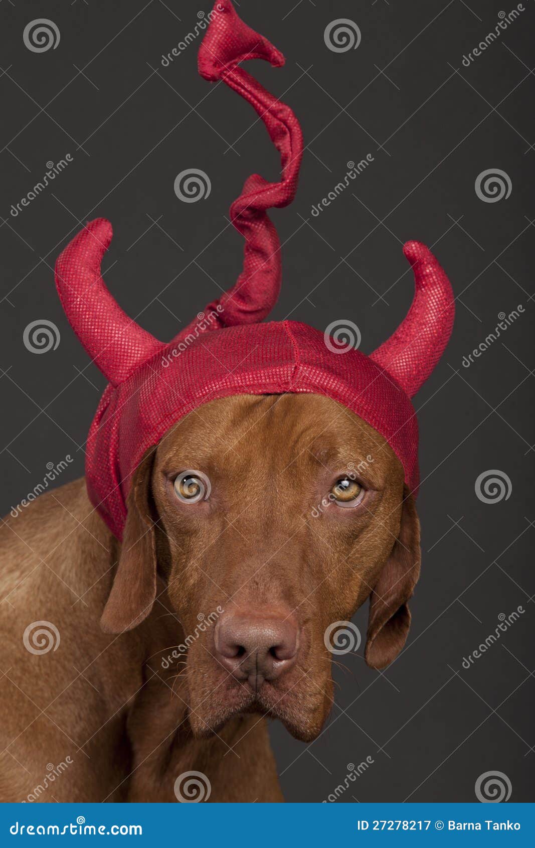Evil Dog Royalty Free Stock Photography - Image: 27278217
