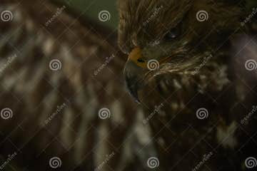 Evil eagle stock image. Image of bird, scare, eyes, menace - 46443637